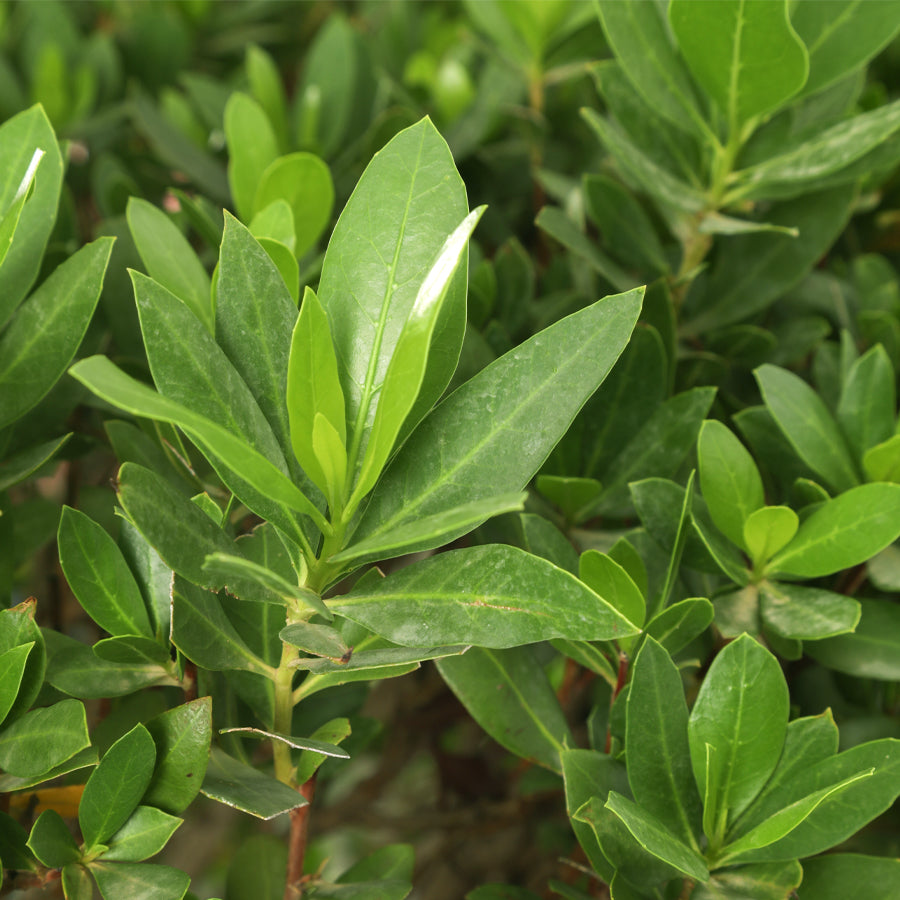 Enhance Your Outdoor Landscape with Versatile Shrubs – Plant and Pot Co.