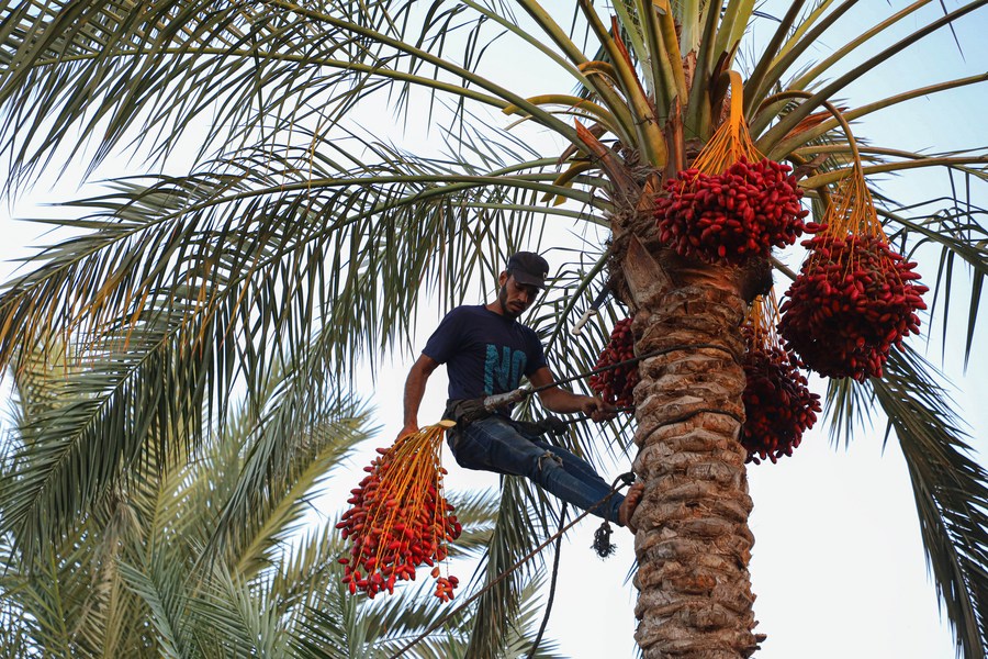 Date Palms: Guardians of Tradition in Kuwait's Agriculture – Plant and ...