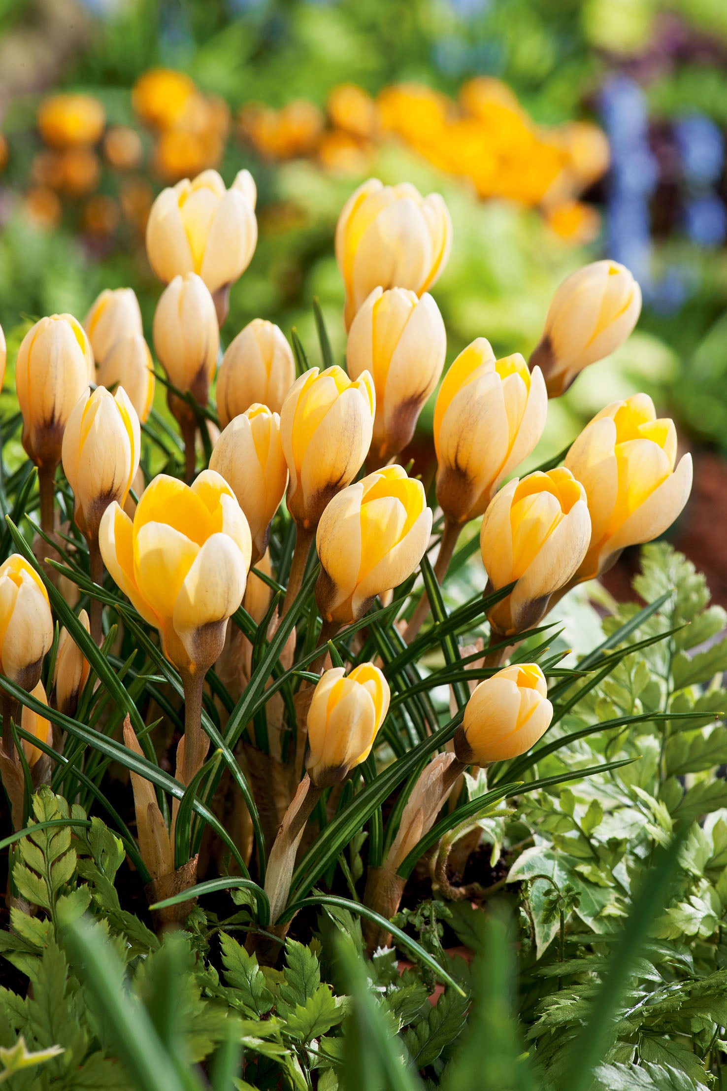 Crocus Romance - Flower Bulb - كروكوس رومانس – Plant and Pot Co.