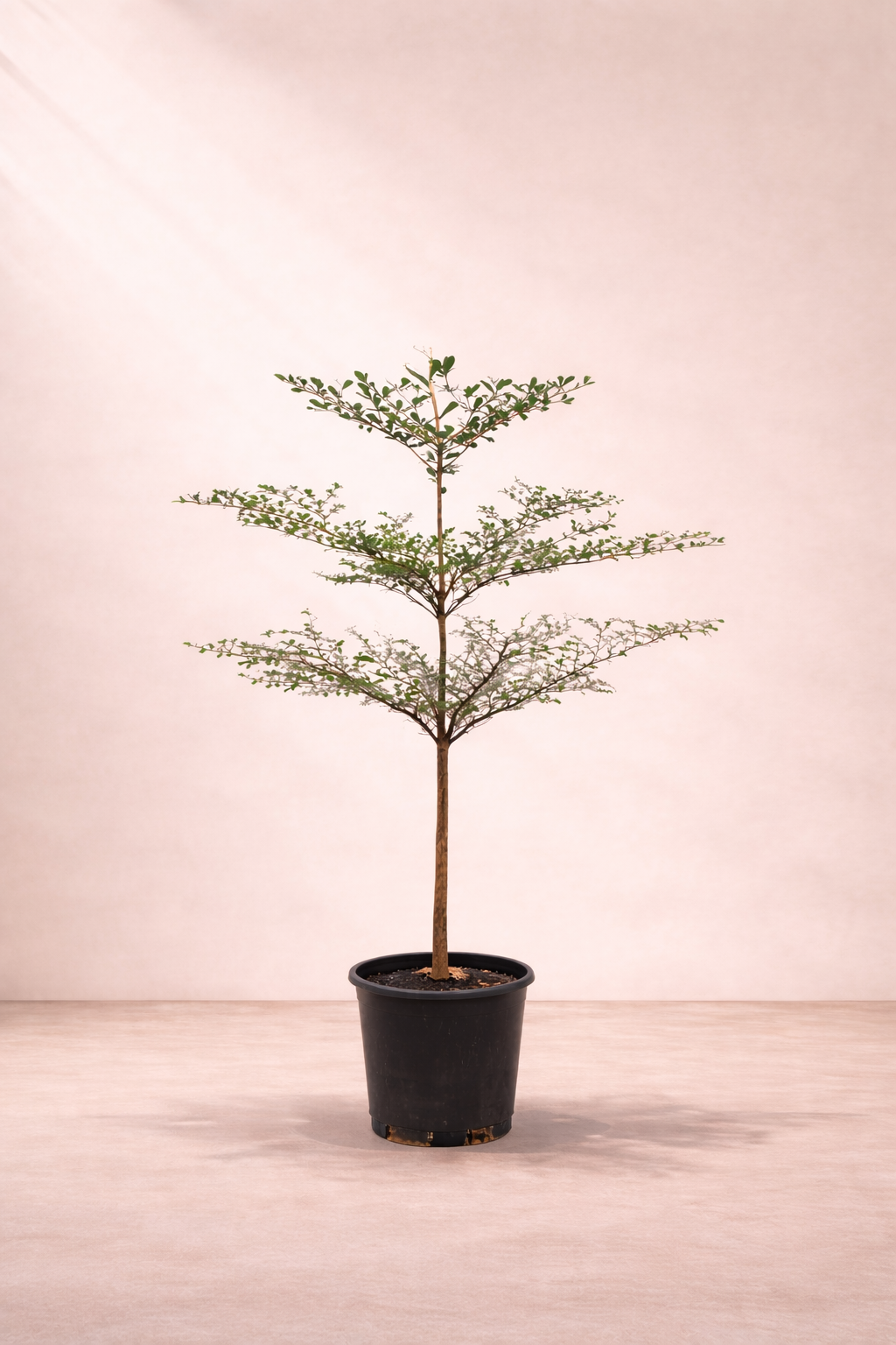 Terminalia Mantaly Tree - ترميناليا مانتالي – Plant and Pot Co.