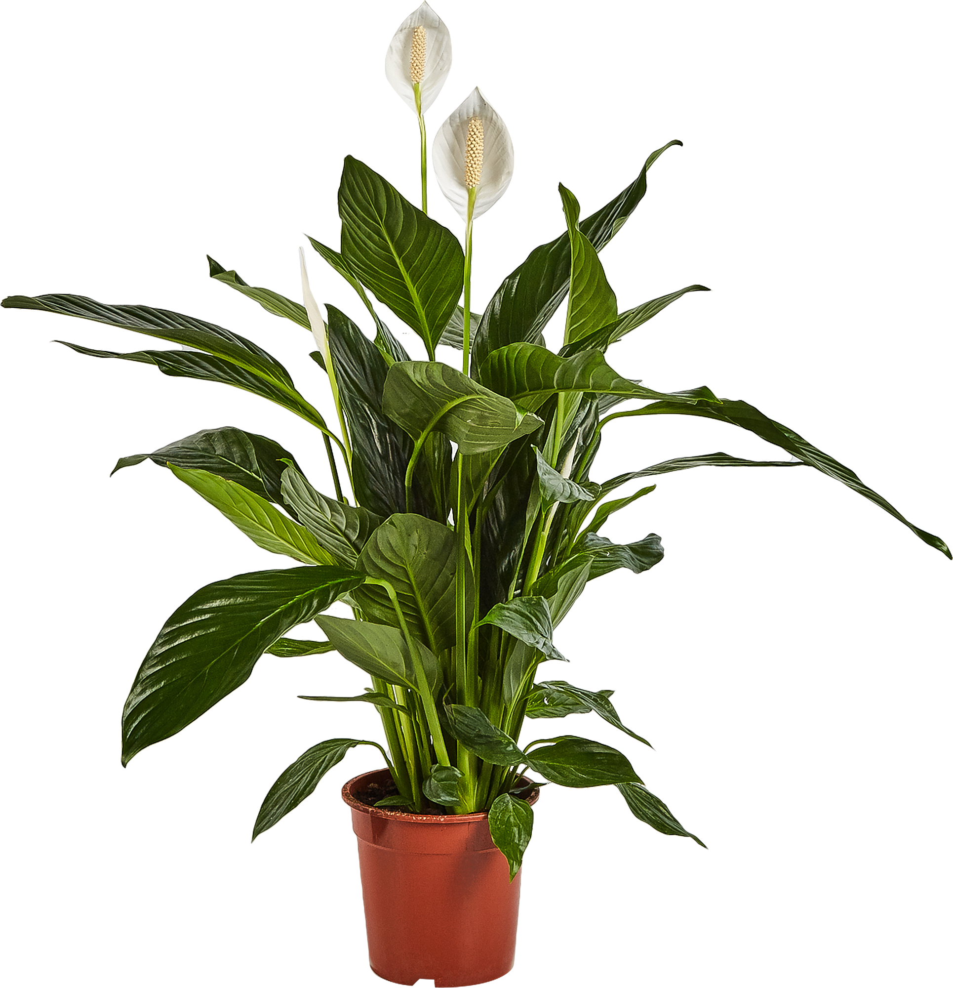 Discover Vibrant Flowering Plants at Plant and Pot Co.