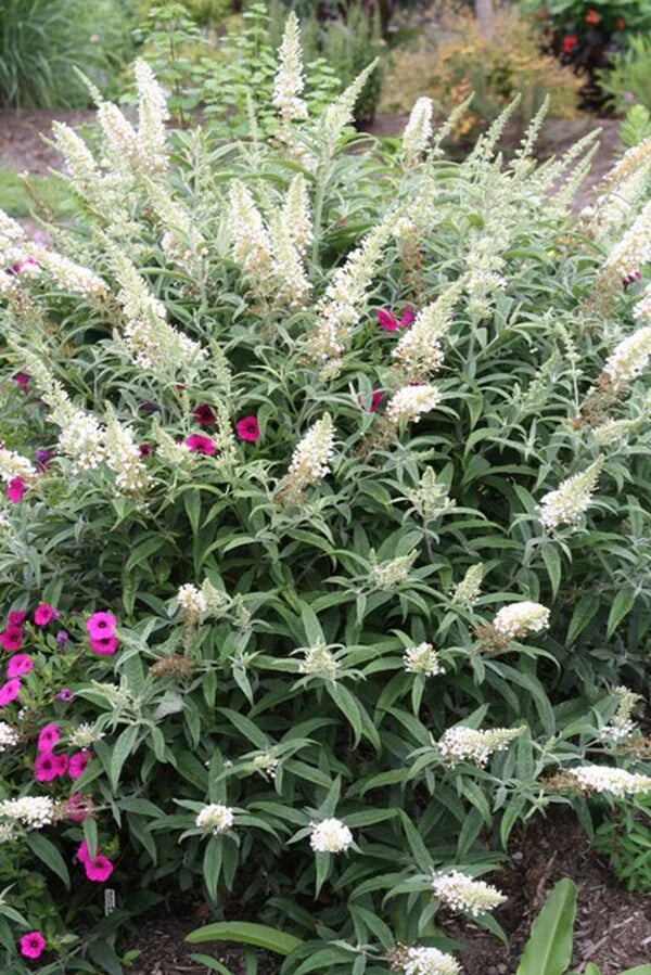 Buddleia Plant (Butterfly Bush) - نبات بودليا | Outdoor Flowering ...