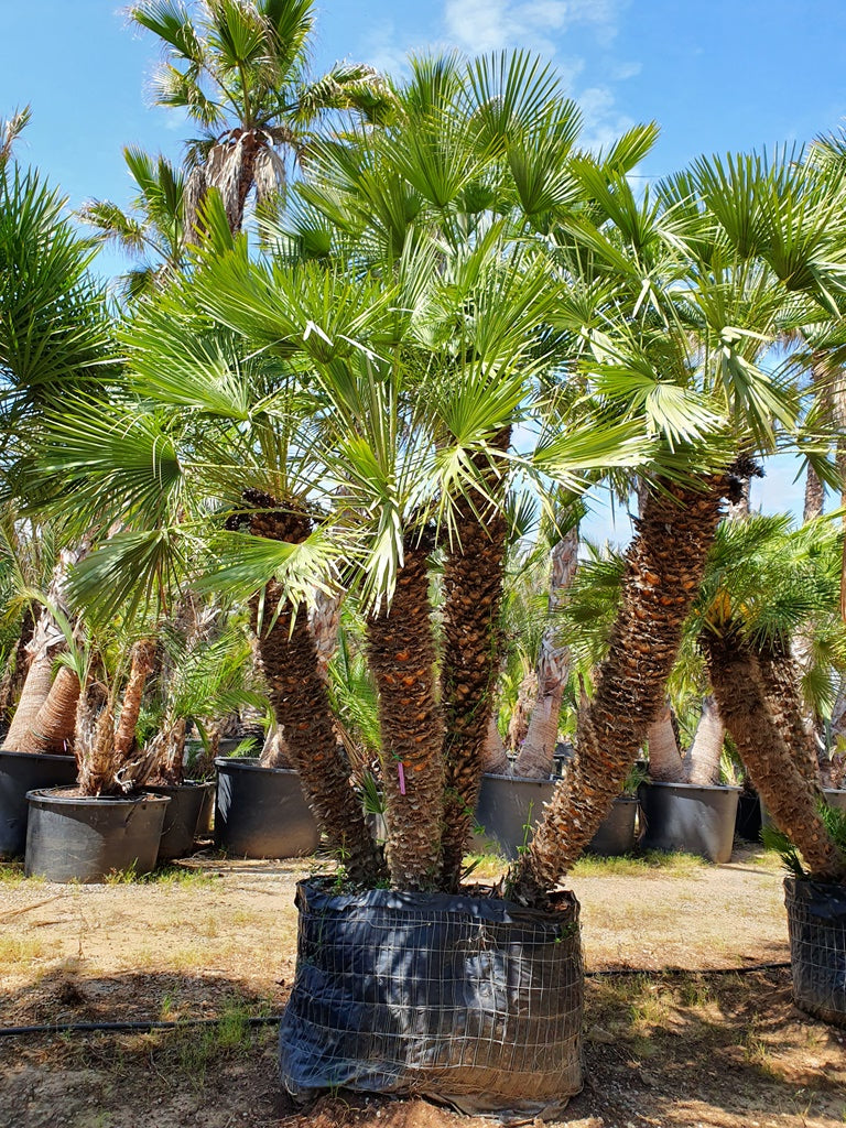 Elevate Your Landscape with Chamaerops Humilis – Plant and Pot Co.