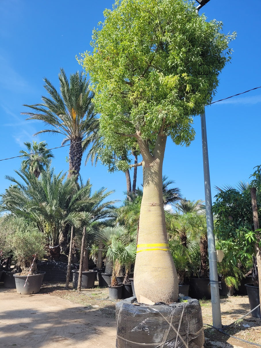Explore the Beauty of Brachychiton Rupestris Trees – Plant and Pot Co.