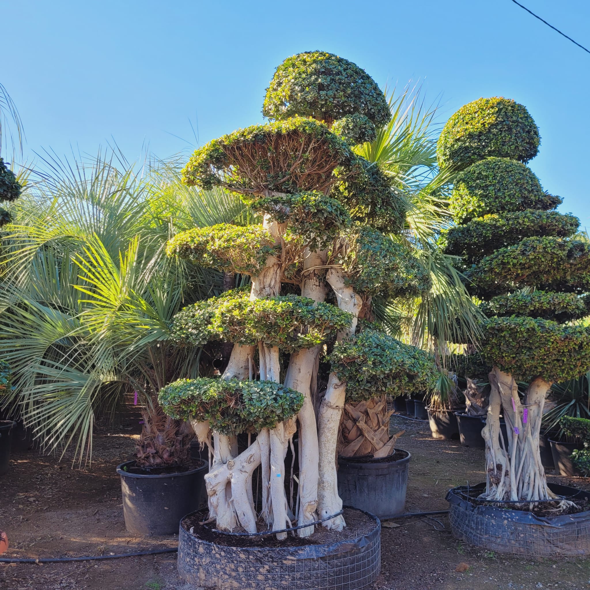 Ficus Macro Bonsai - Exquisite Beauty for Your Home – Plant and Pot Co.