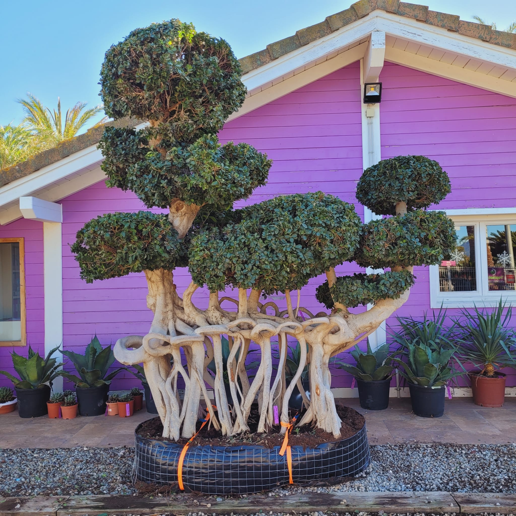 Ficus Macro Bonsai - Exquisite Beauty for Your Home – Plant and Pot Co.