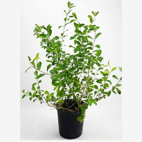 Outdoor Shrubs – Plant and Pot Co.