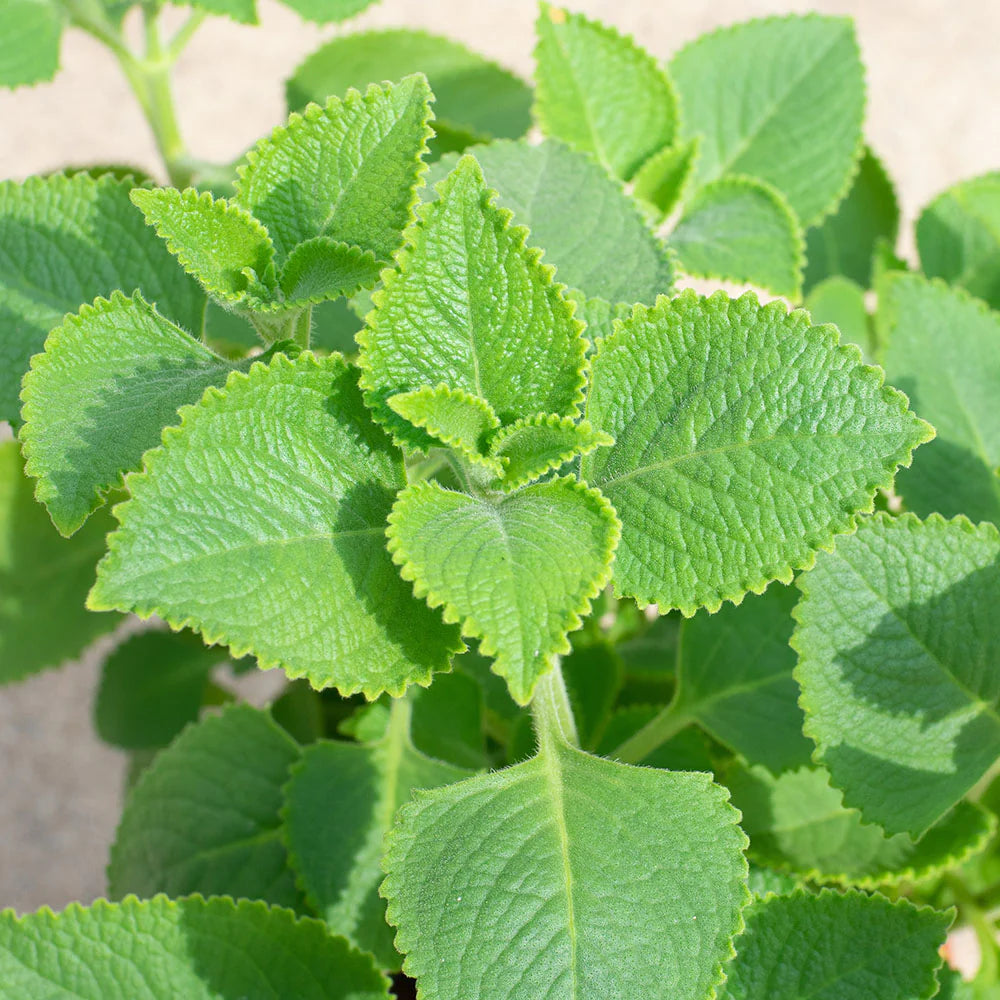 Indian Borage Zatar Oregano Plant And Pot Co Indian Borage Zatar Oregano Plant And Pot Co