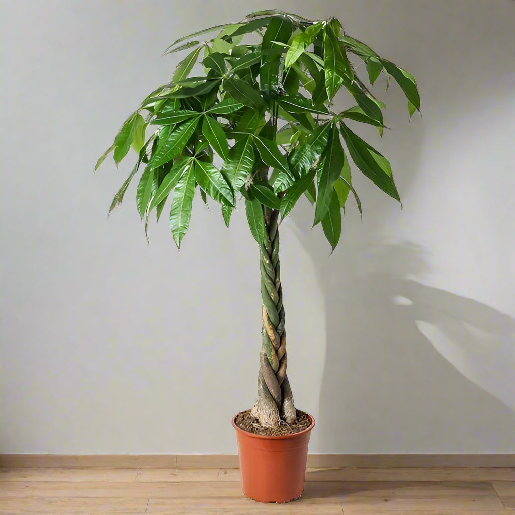 Pachira Twisted - Money Tree - النباتات الداخلية – Plant and Pot Co.